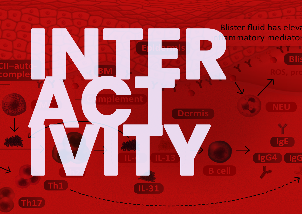 Bullous Pemphigoid (BP) Pathophysiology Infographic